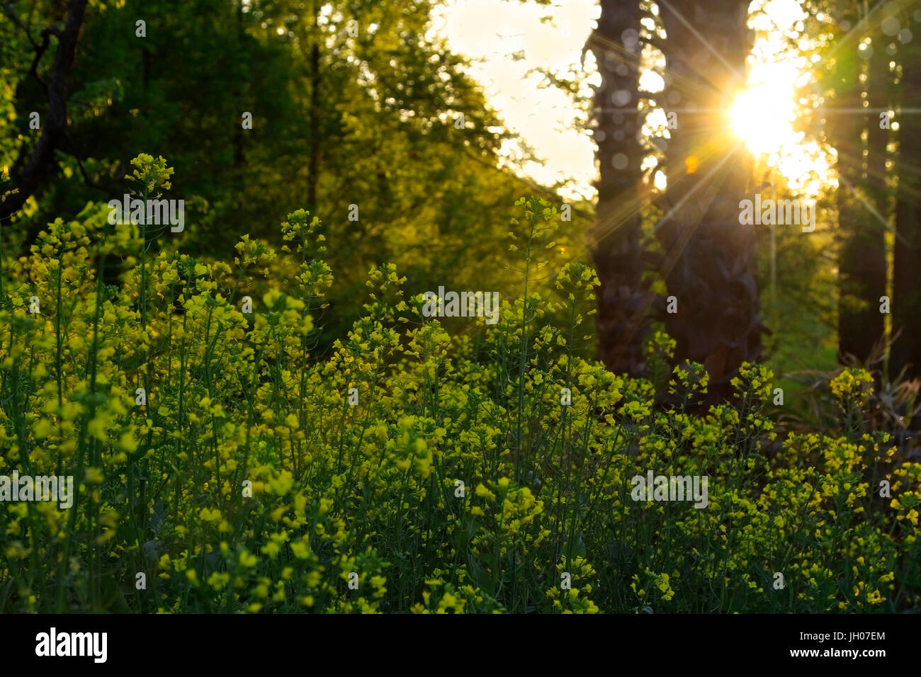 Yellow flower fields hi-res stock photography and images - Alamy