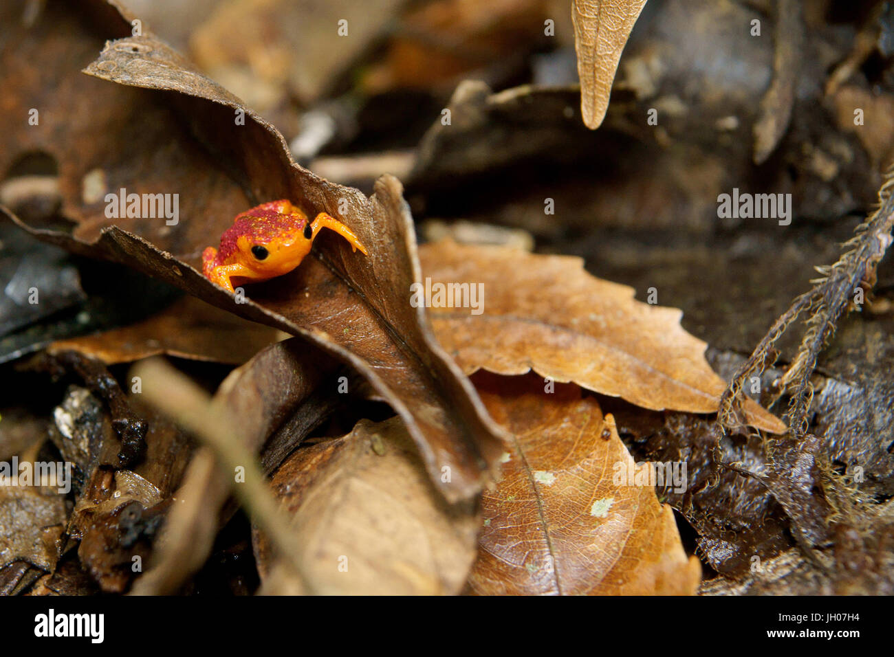 Toad, Brachicéfalos, Serra do Mar State park, Núcleo Santa Virgínia ...