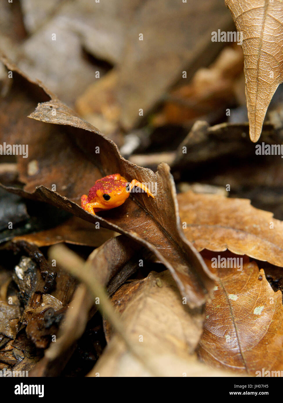 Toad, Brachicéfalos, Serra do Mar State park, Núcleo Santa Virgínia ...
