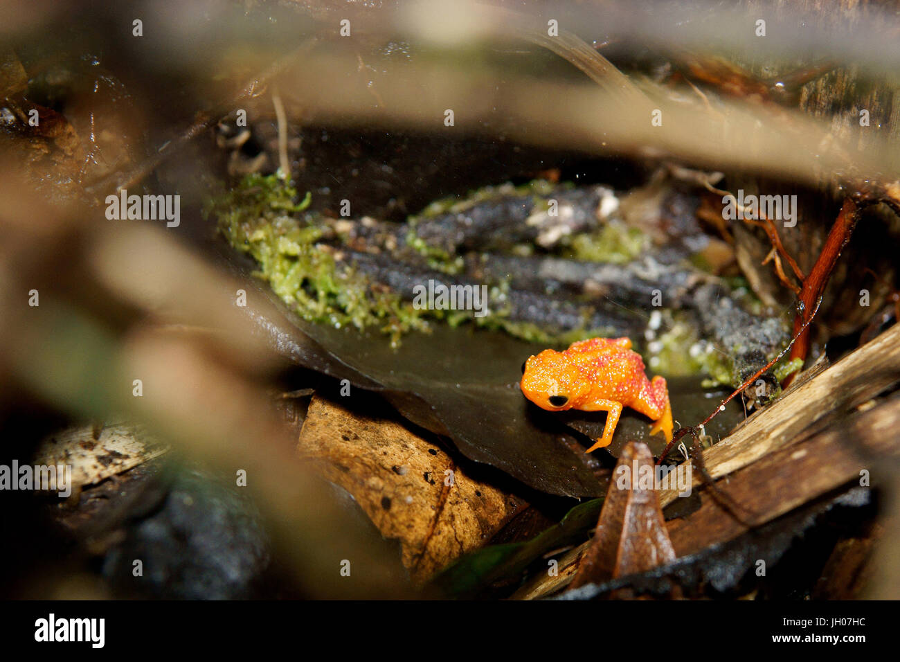 Toad, Brachicéfalos, Serra do Mar State park, Núcleo Santa Virgínia ...