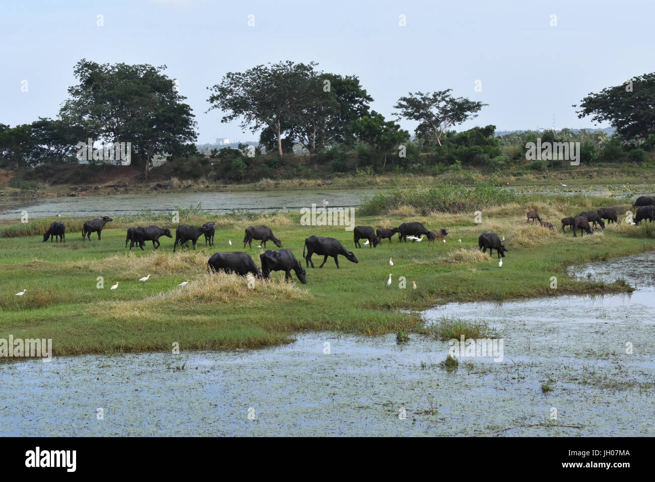 Murrah buffalo hi-res stock photography and images - Alamy