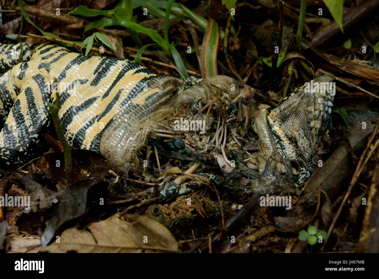 Lizard Died, Nature, Serra do Mar State park, Núcleo Santa Virgínia ...