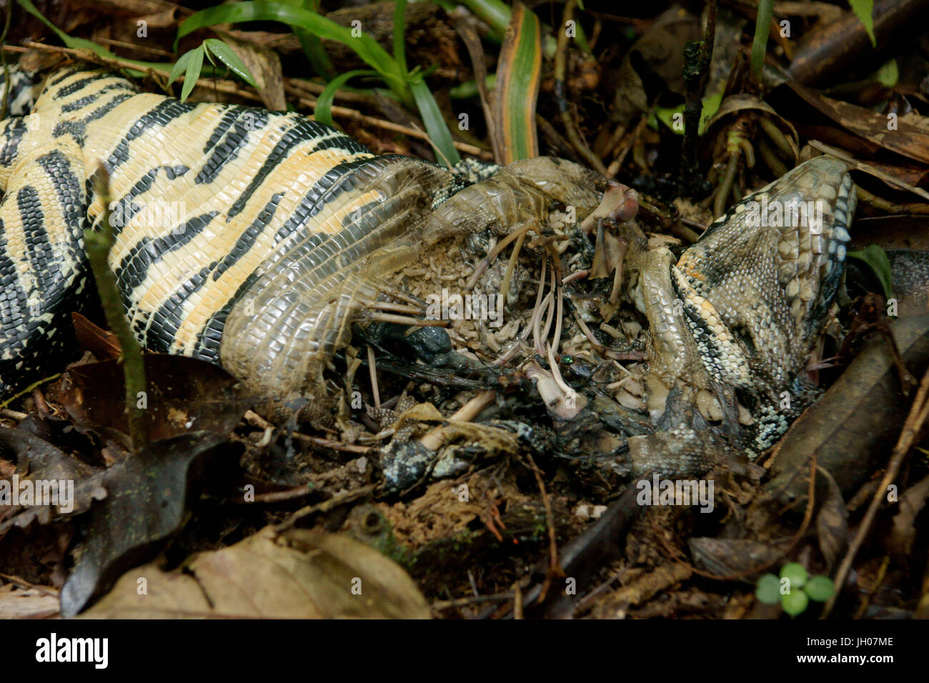 Lizard Died, Nature, Serra do Mar State park, Núcleo Santa Virgínia ...