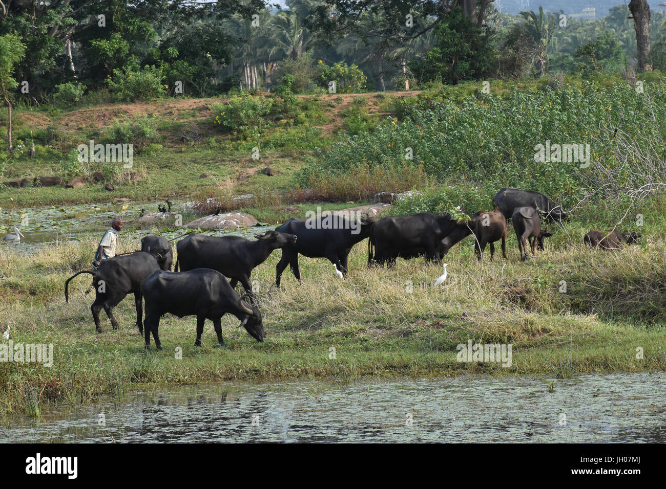 Murrah buffalo hi-res stock photography and images - Alamy