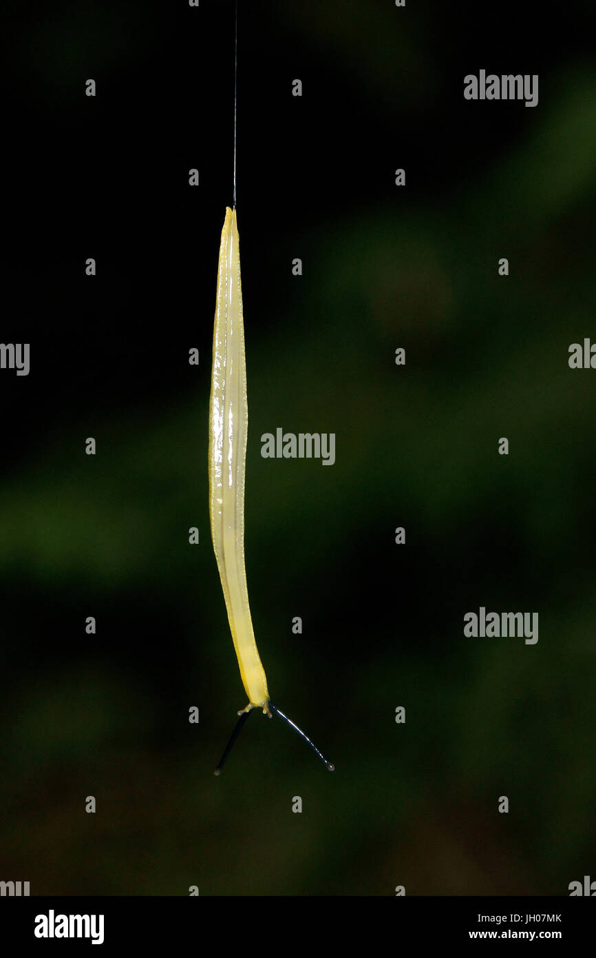 Snail, Serra do Mar State park, Núcleo Santa Virgínia, São Paulo ...
