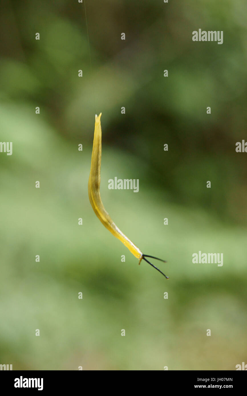 Snail, Serra do Mar State park, Núcleo Santa Virgínia, São Paulo ...