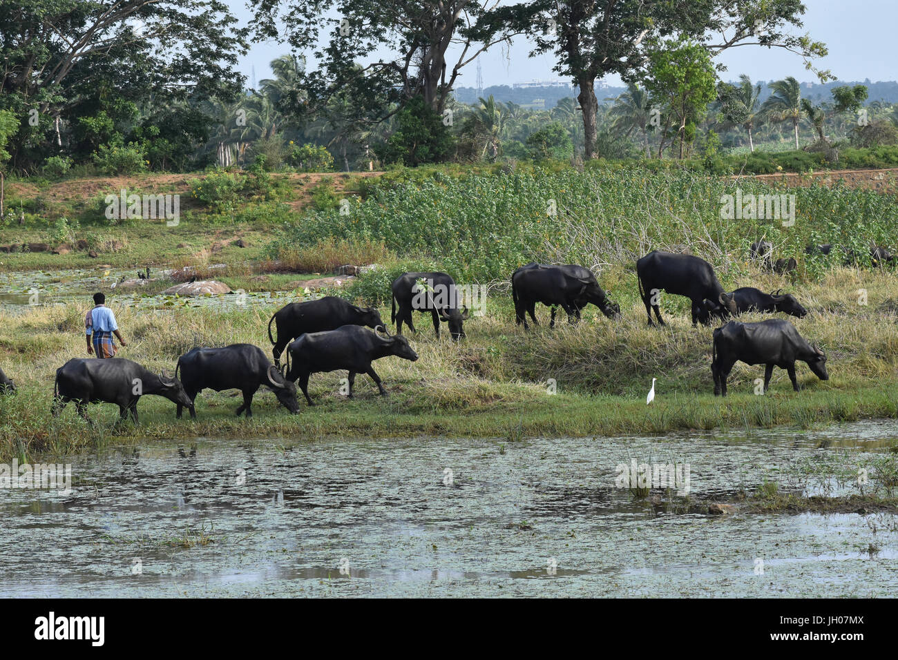 Murrah buffalo hi-res stock photography and images - Alamy