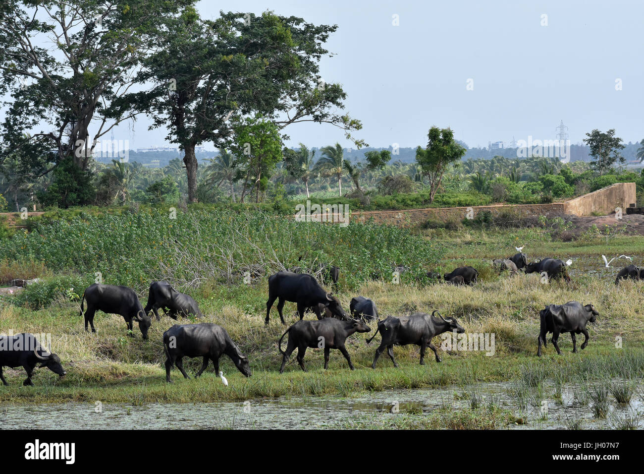 Murrah buffalo hi-res stock photography and images - Alamy