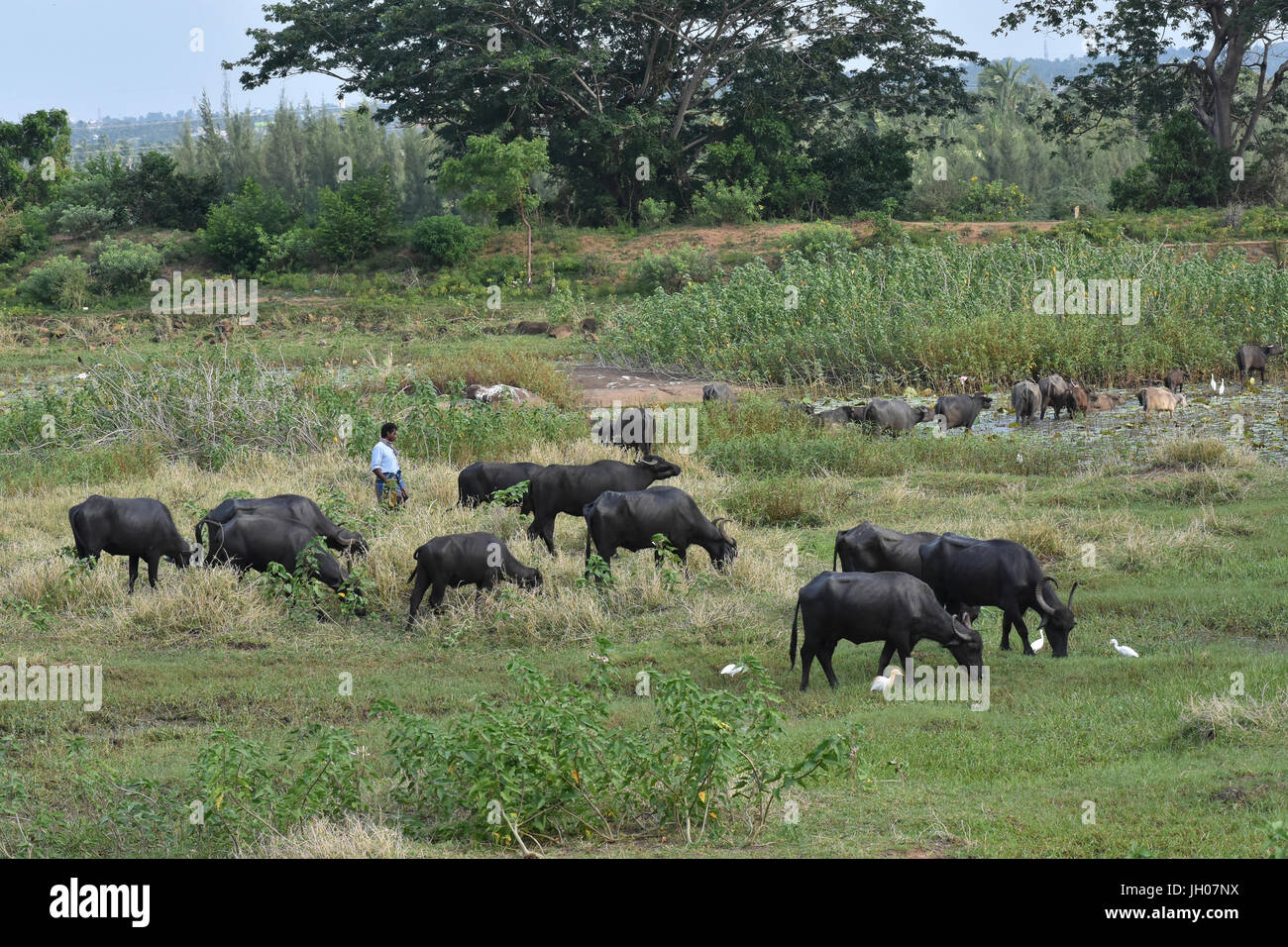 Murrah buffalo hi-res stock photography and images - Alamy