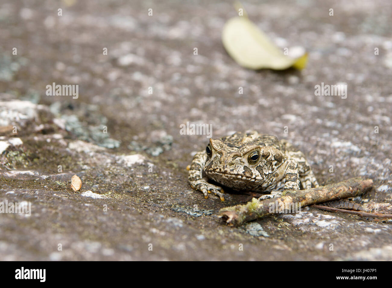 Toad, Nature, Serra do Mar State park, Núcleo Santa Virgínia, São Paulo ...