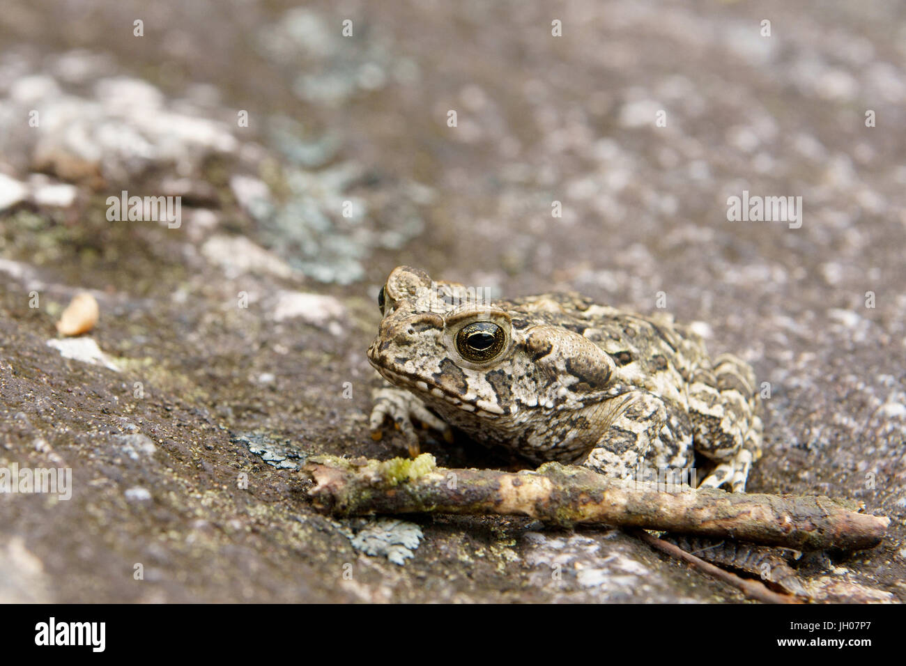 Toad, Nature, Serra do Mar State park, Núcleo Santa Virgínia, São Paulo ...