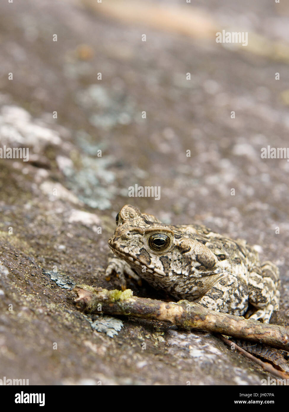 Toad, Nature, Serra do Mar State park, Núcleo Santa Virgínia, São Paulo ...