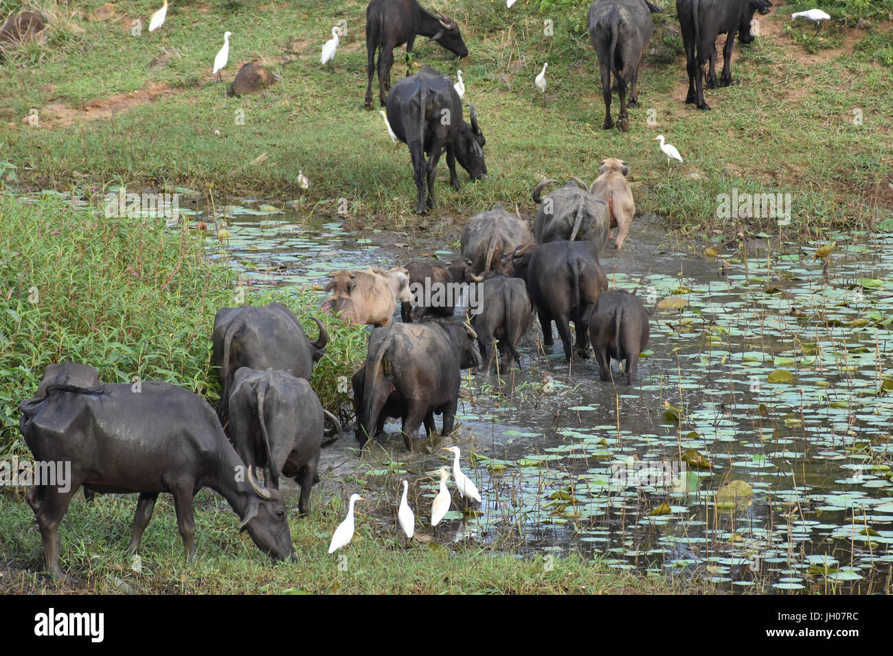 Murrah buffalo hi-res stock photography and images - Alamy