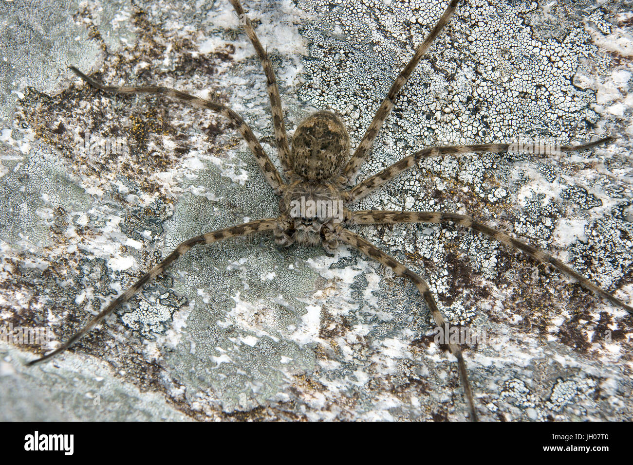 Spider, Nature, Serra do Mar State park, Núcleo Santa Virgínia, São ...