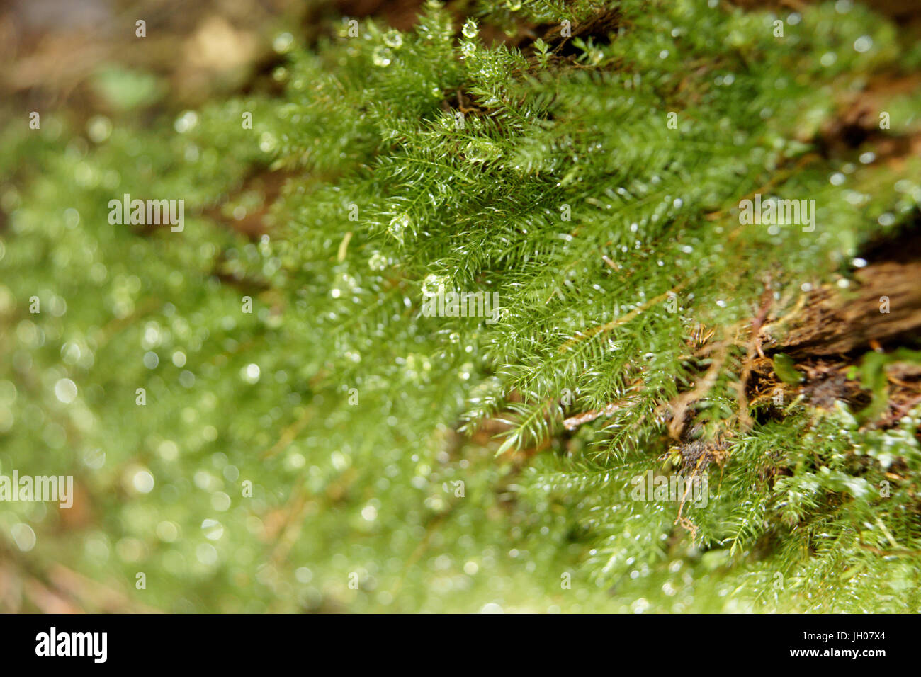 Forest drop hi-res stock photography and images - Alamy