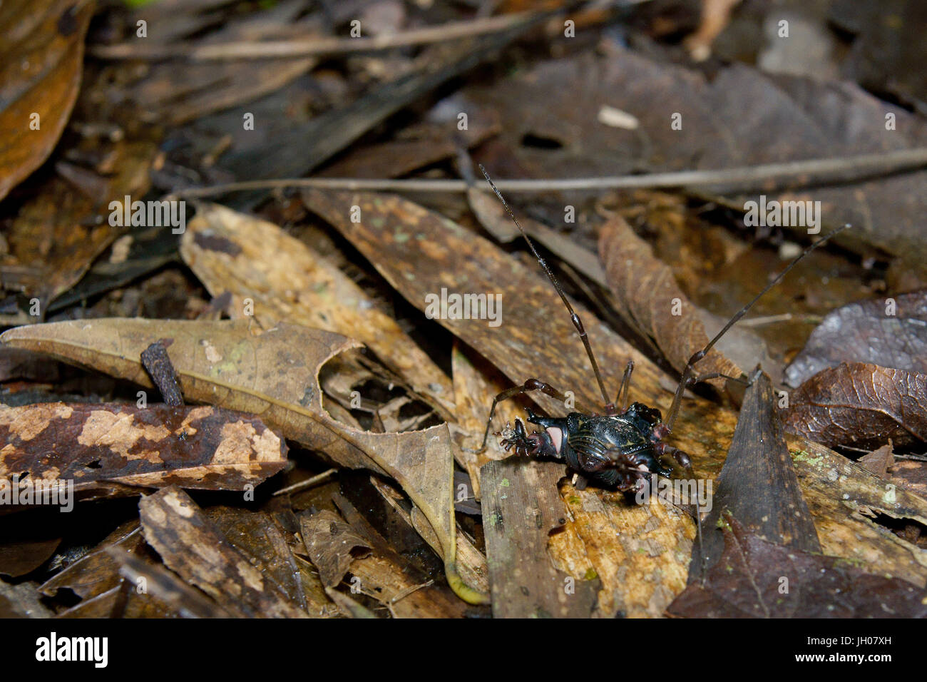 Virginia state insect hi-res stock photography and images - Alamy