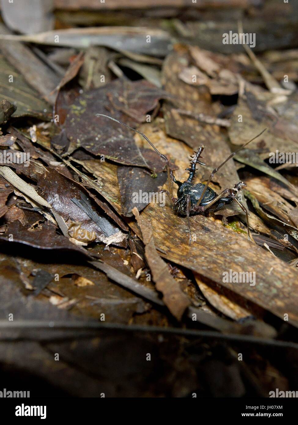 Beetle, Serra do Mar State park, Núcleo Santa Virgínia, São Paulo ...