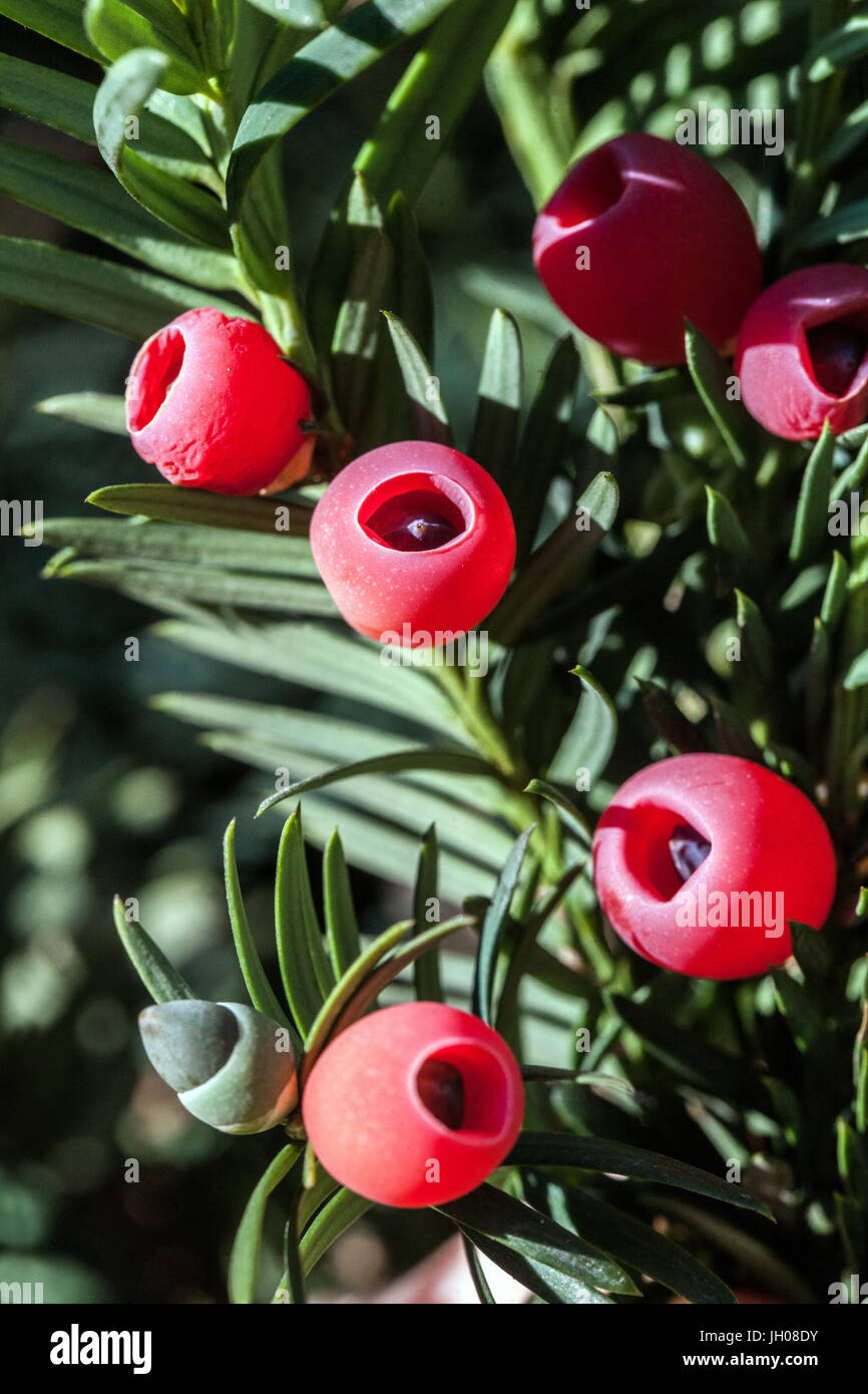 European yew hi-res stock photography and images - Alamy