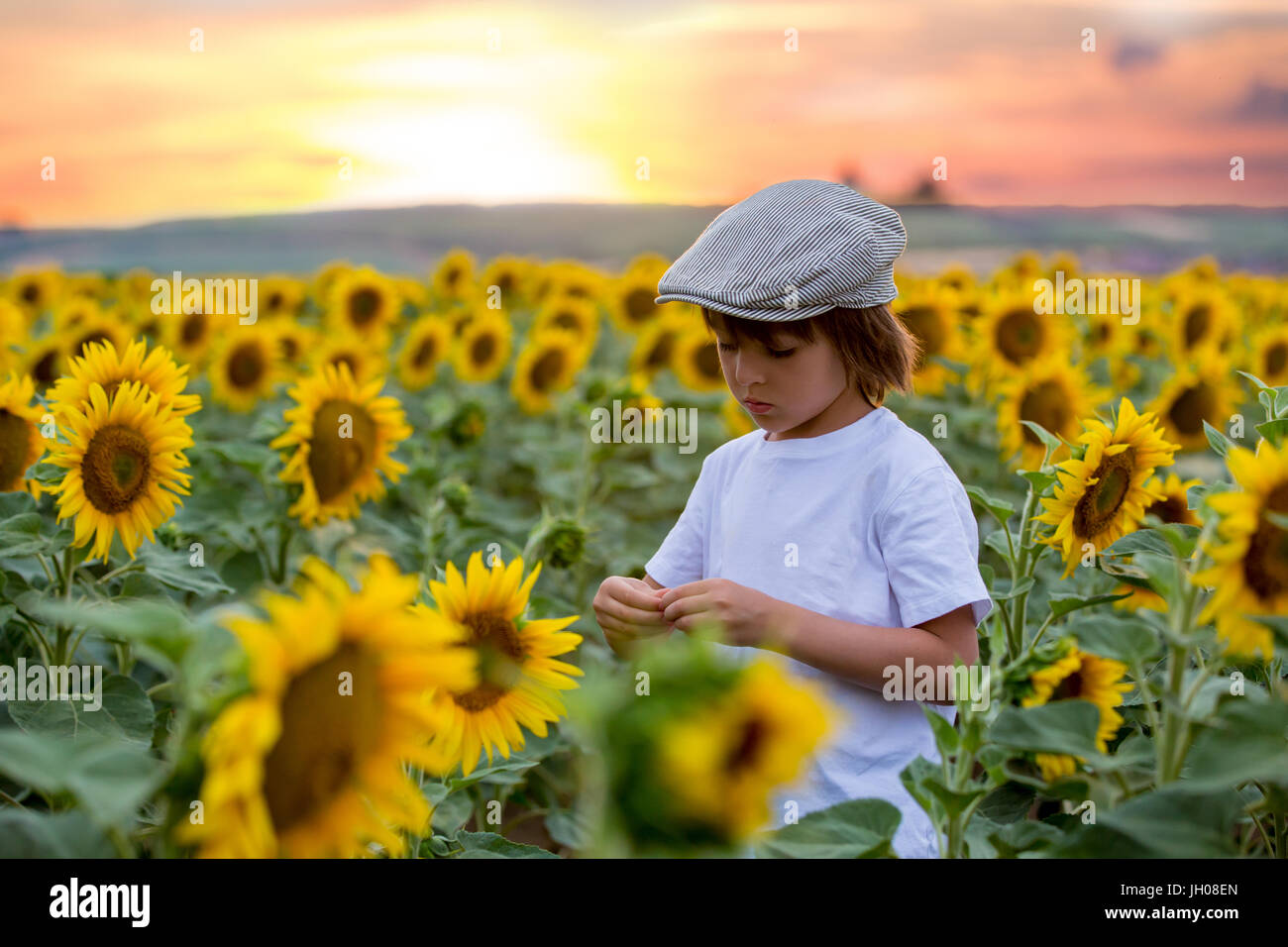 Cute child with sunflower in summer sunflower field on sunset. Kids ...