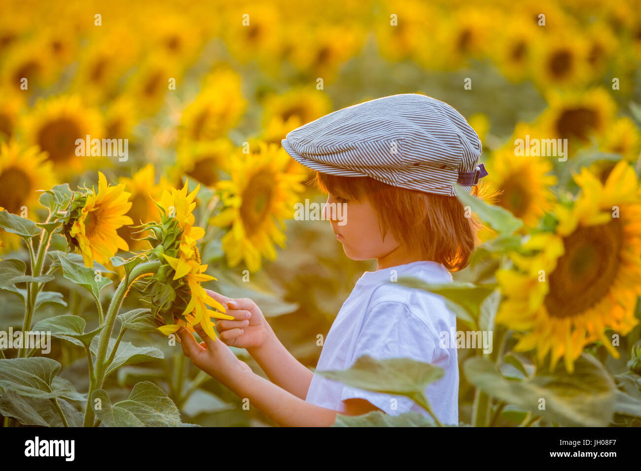 Cute child with sunflower in summer sunflower field on sunset. Kids ...
