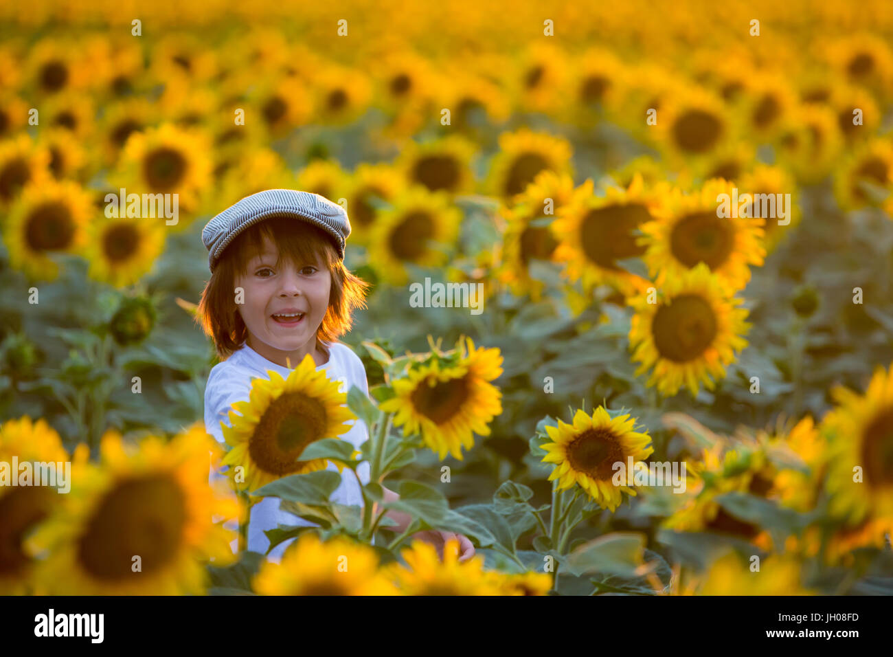Cute child with sunflower in summer sunflower field on sunset. Kids ...