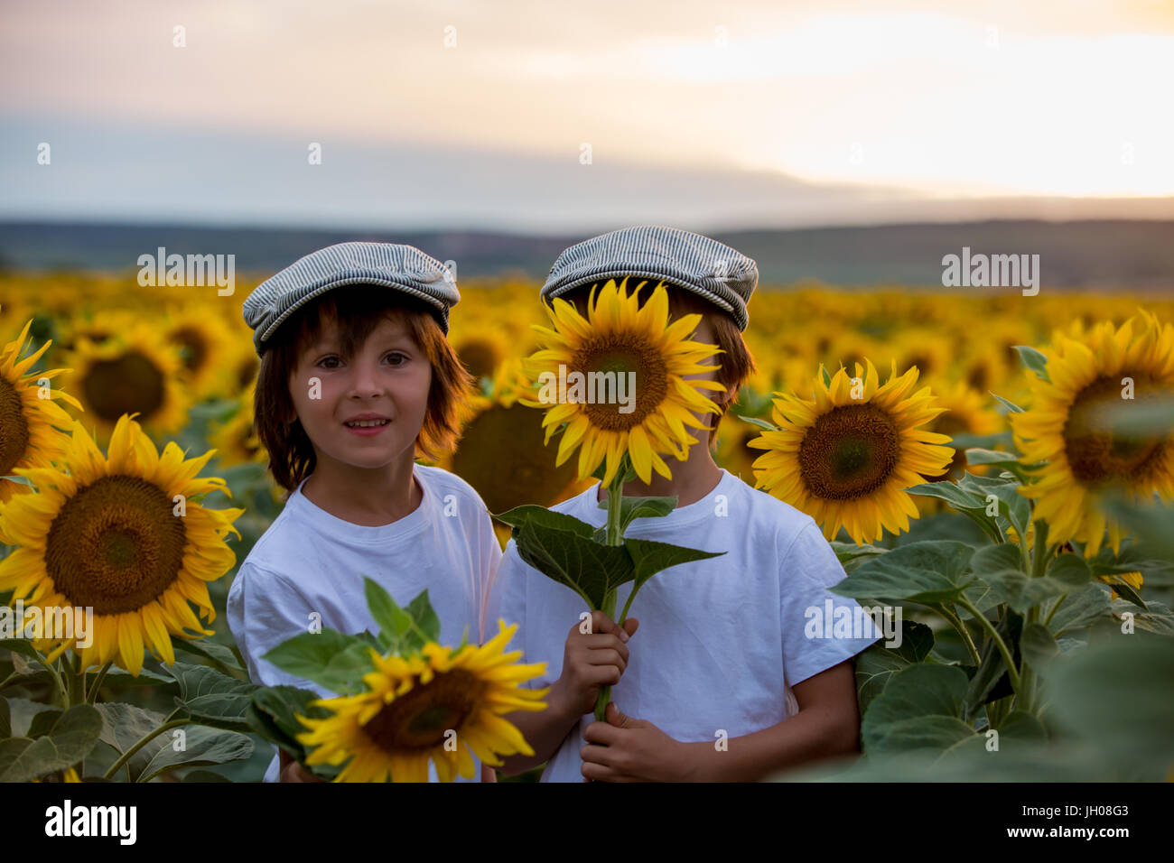 Cute children, boy brothers with sunflower in summer sunflower field on ...