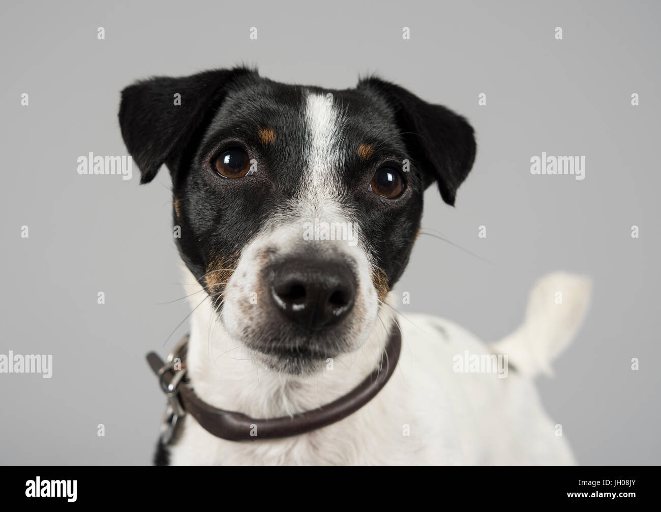 Photo of a jack russell terrier (UK Stock Photo - Alamy