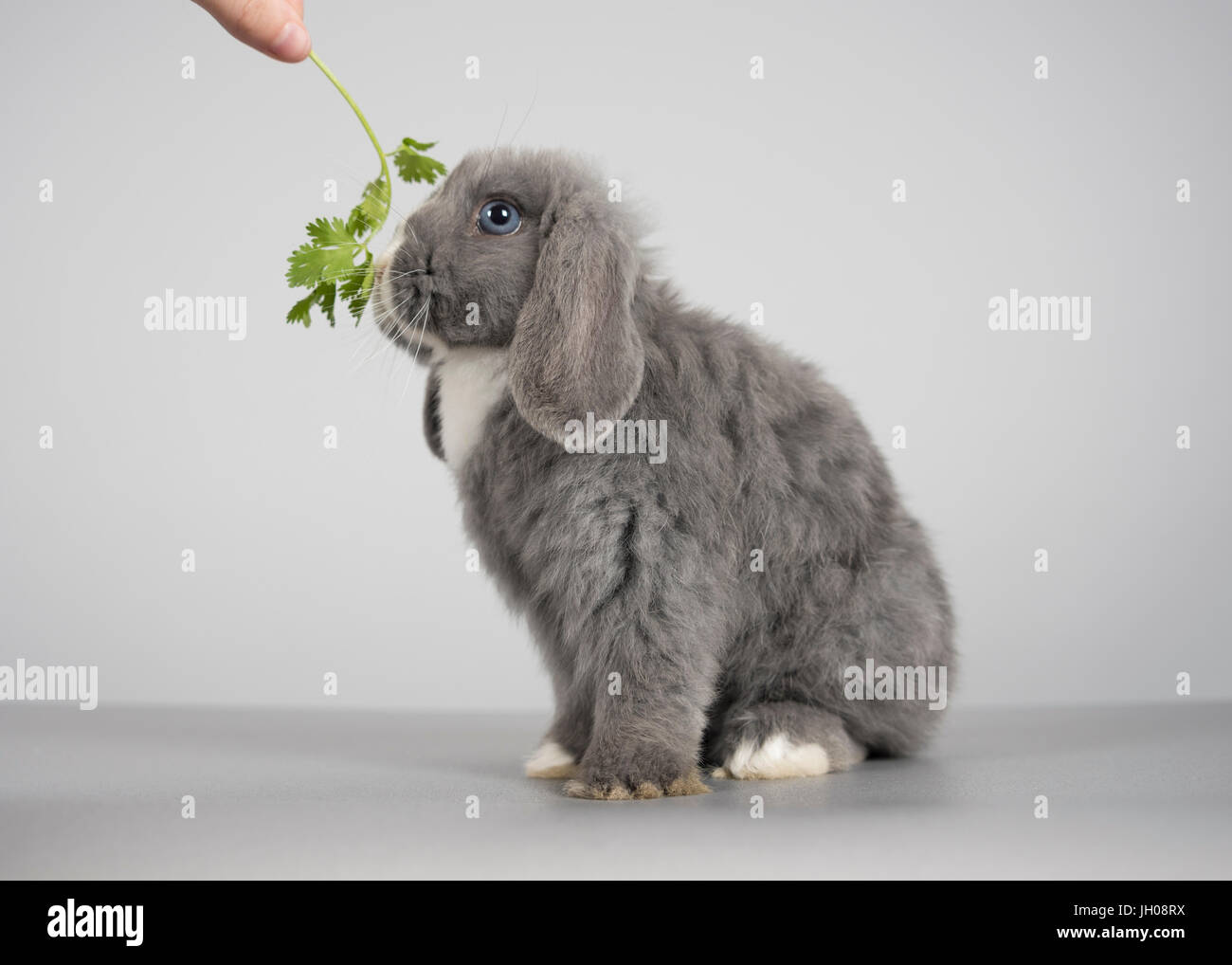 Bunny rabbit one plain background hi-res stock photography and images ...