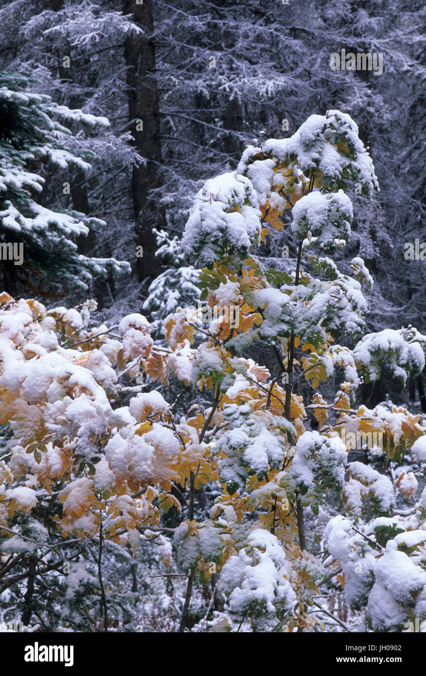 Snowy forest with mountain ash near Rattlesnake Creek, Okanogan ...