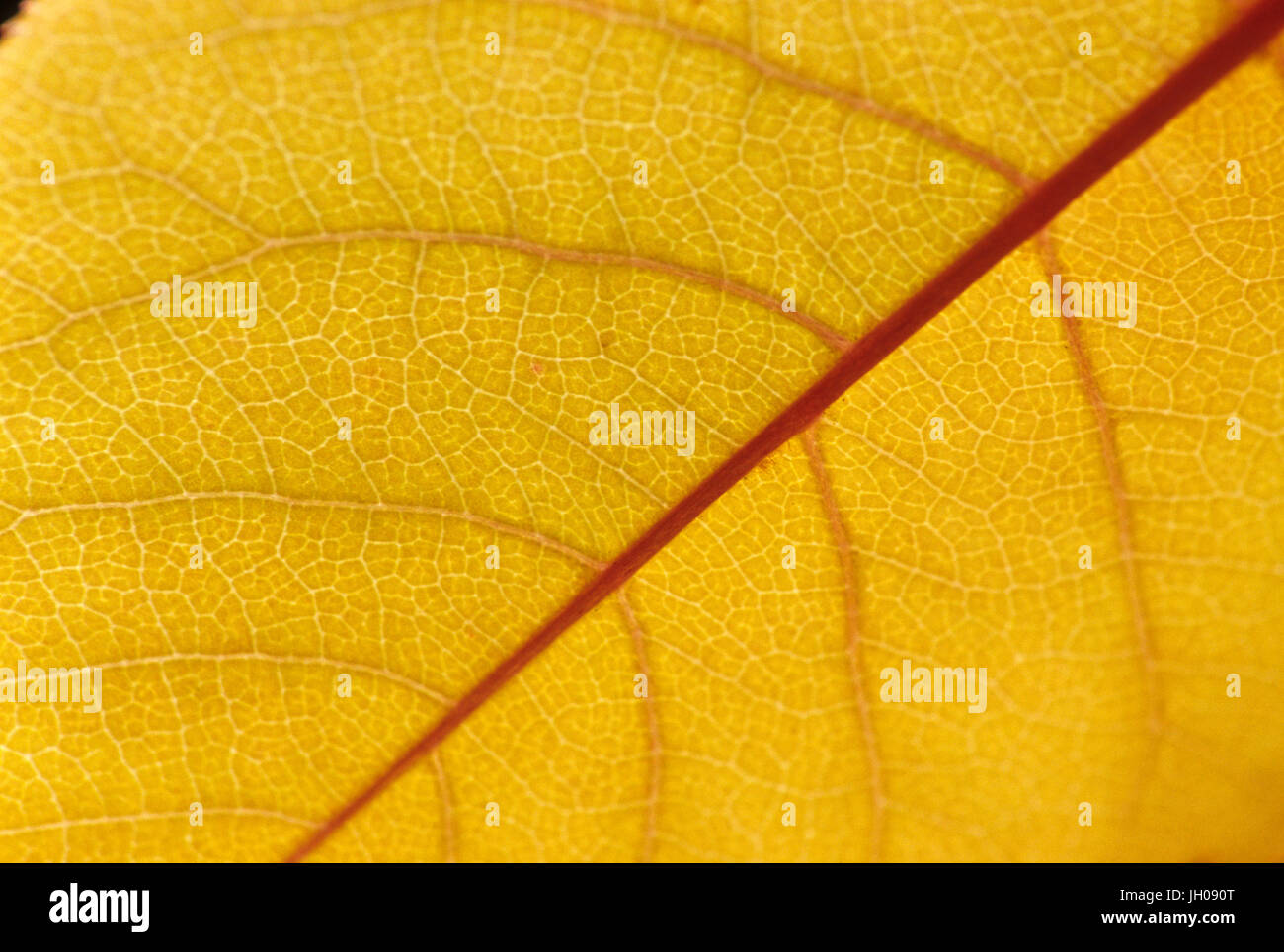Leaf in Pipestone Canyon, Methow Wildlife Area, Washington Stock Photo ...