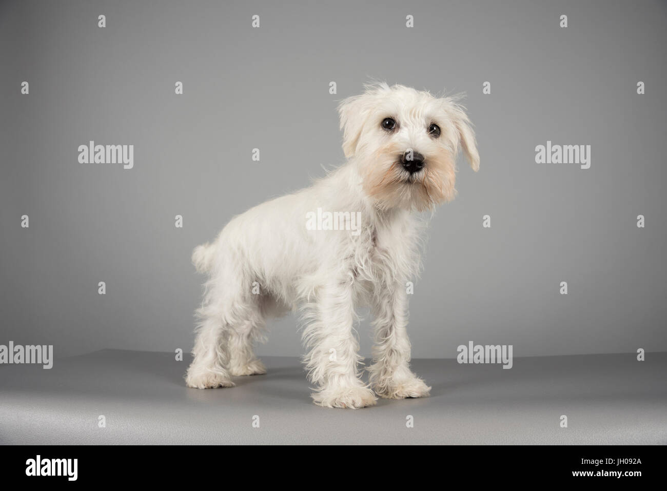 Female Miniature Schnauzer puppy standing patiently, UK Stock Photo - Alamy