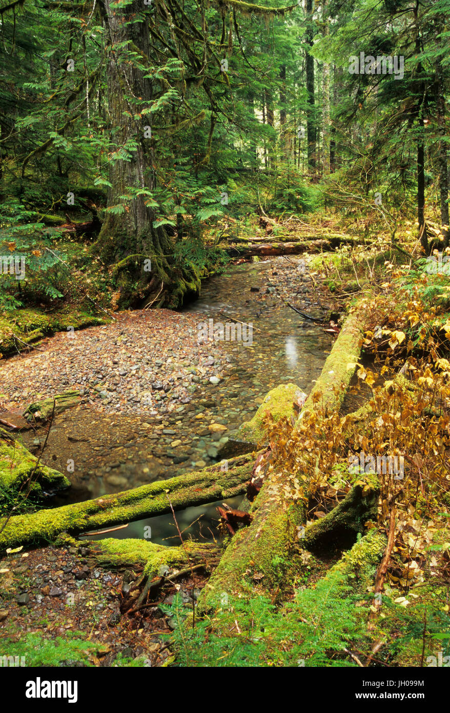Stream in ancient forest along Eastside Trail, Mt Rainier National Park ...