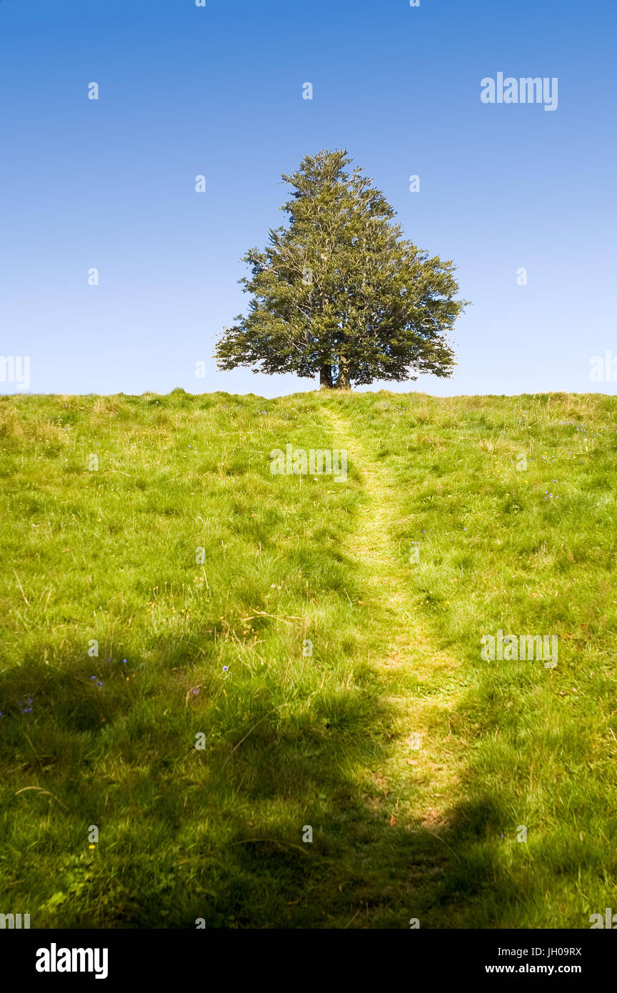 A lonely tree on top of a hill under a blue sky with a path in the ...