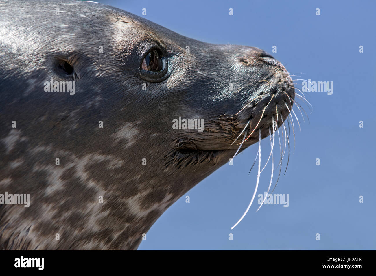 Harbour seals whiskers hi-res stock photography and images - Alamy