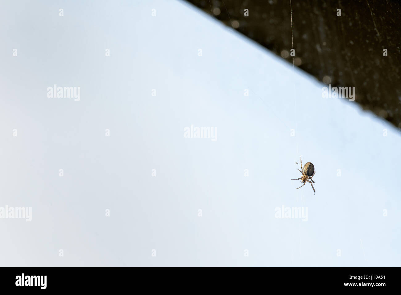 Tiny little spider coming down near a window Stock Photo - Alamy