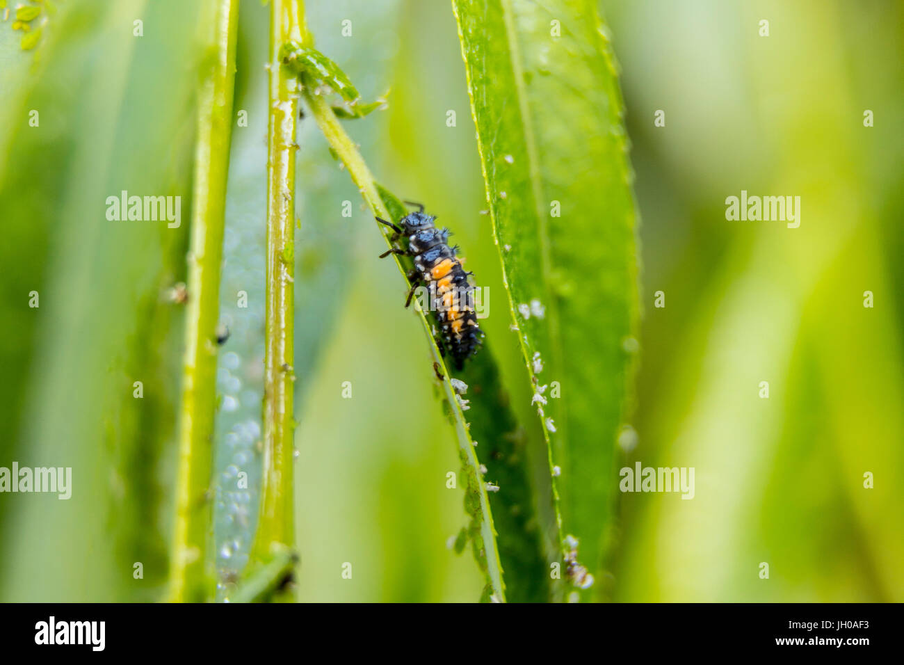 Ladybird larvae aphid hi-res stock photography and images - Alamy