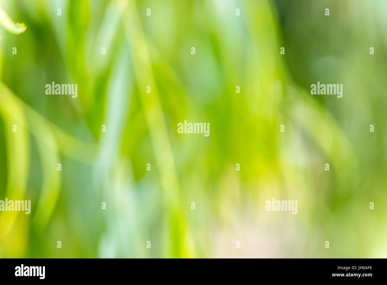 A blurred green leaf background Stock Photo - Alamy