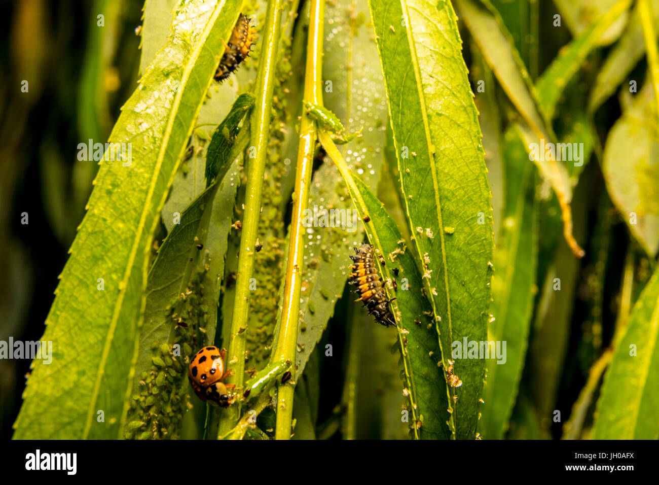 Lady Bug beetles and larvae dining on aphids infesting a willow tree in ...