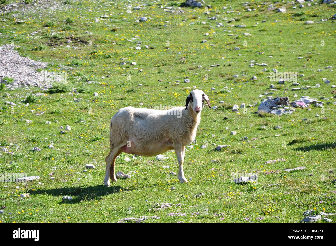 Sheep dolomites italy hi-res stock photography and images - Alamy