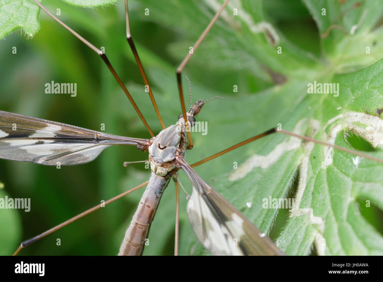 Crane fly insect hi-res stock photography and images - Alamy