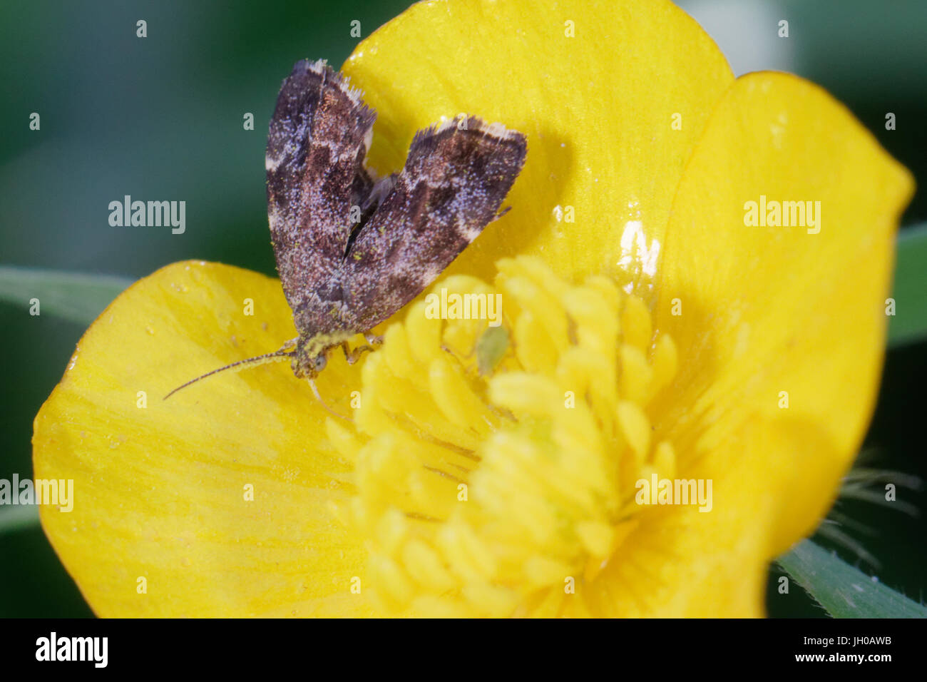 Tiny moth hi-res stock photography and images - Alamy