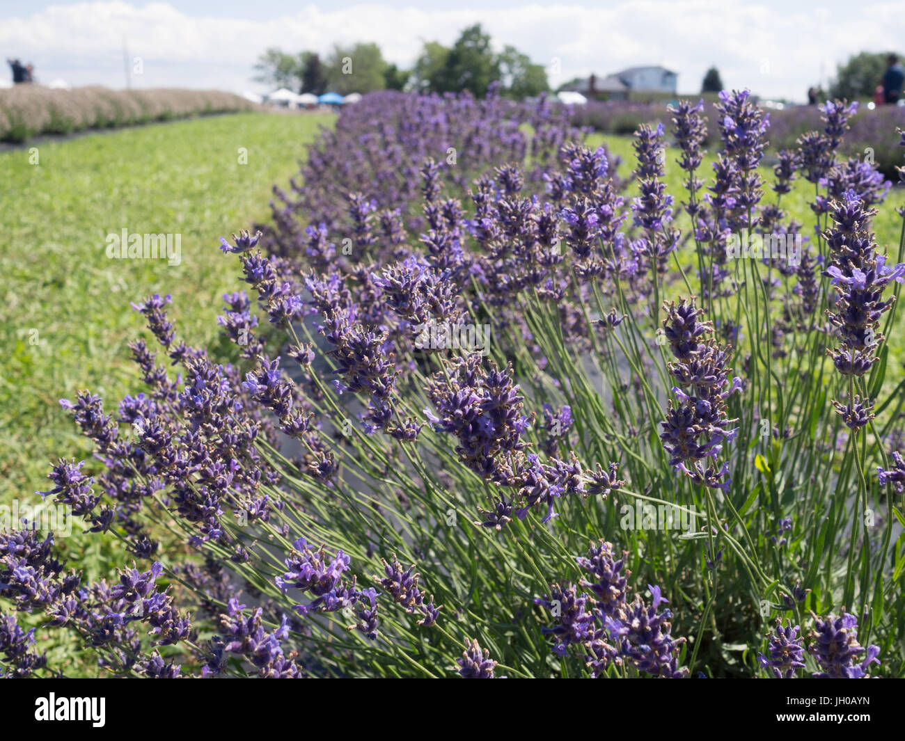 Lavender plantation at the Niagara-on-the-lake, Ontario, Canada region ...