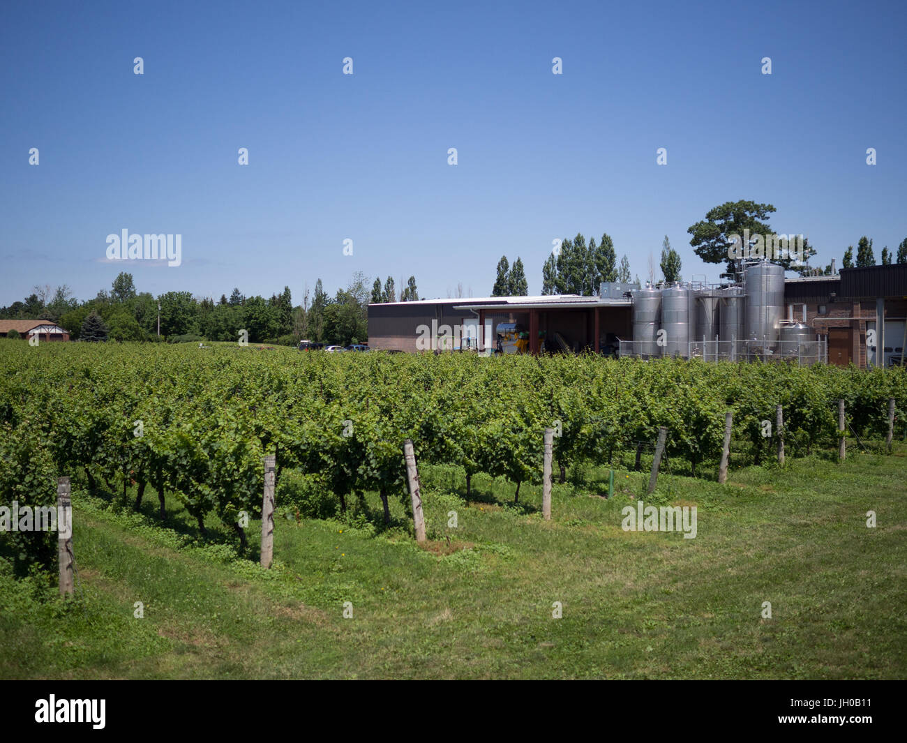 Vineyards at a winery estate in the Niagara-on-the-lake, Ontario region ...