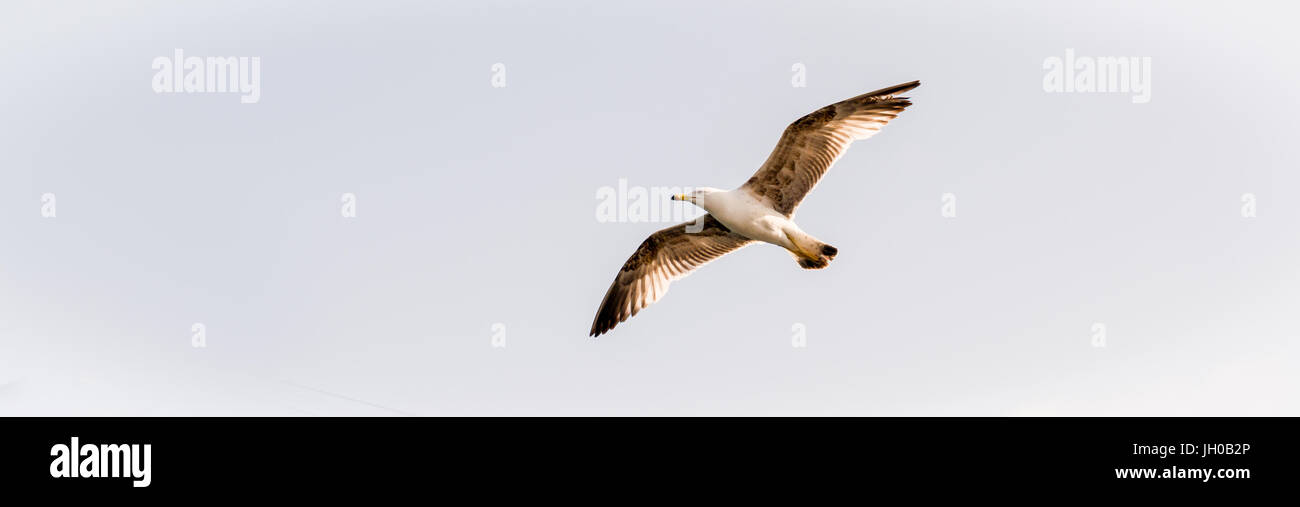 Swooping seagull hi-res stock photography and images - Alamy