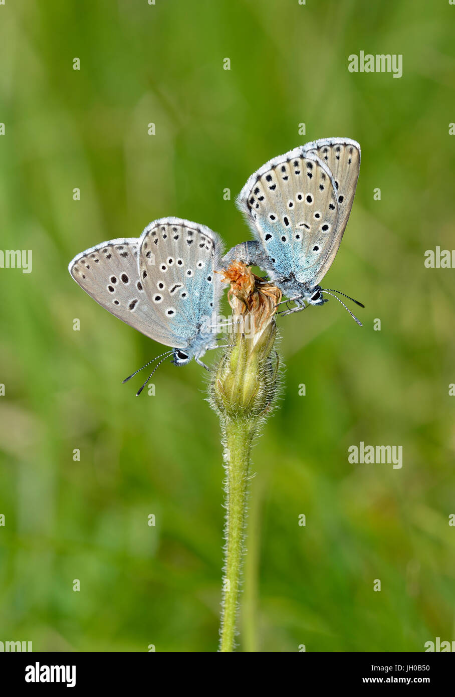 Large blue butterfly hi-res stock photography and images - Alamy