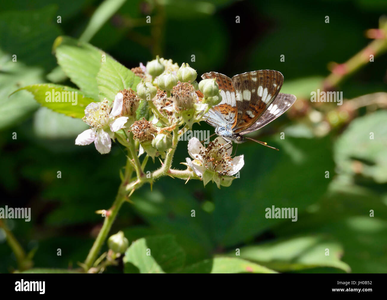 White butterfly on bramble flower hi-res stock photography and images ...