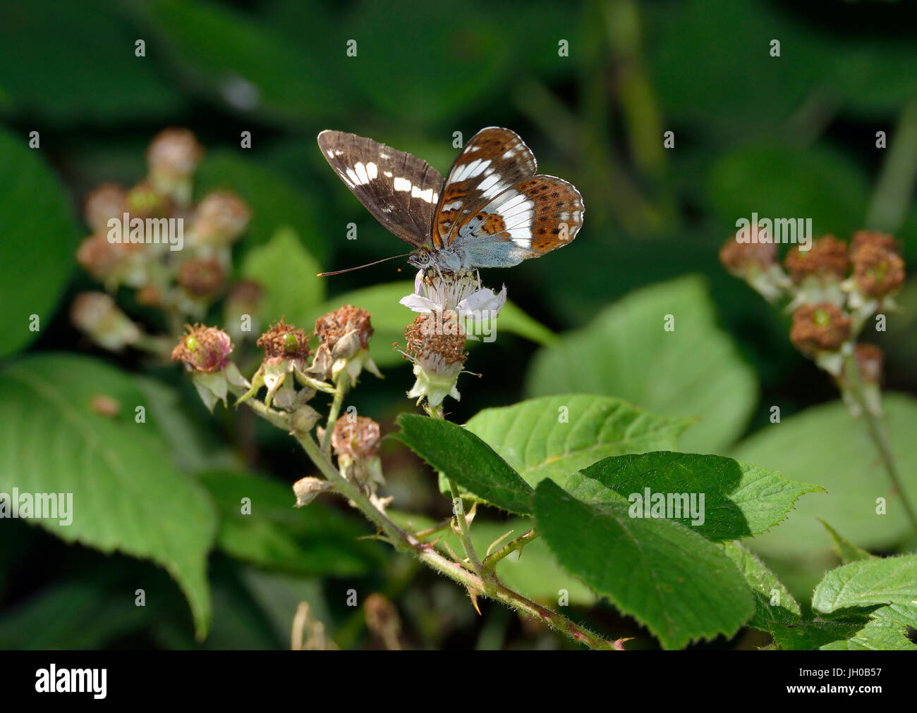 White butterfly on bramble flower hi-res stock photography and images ...