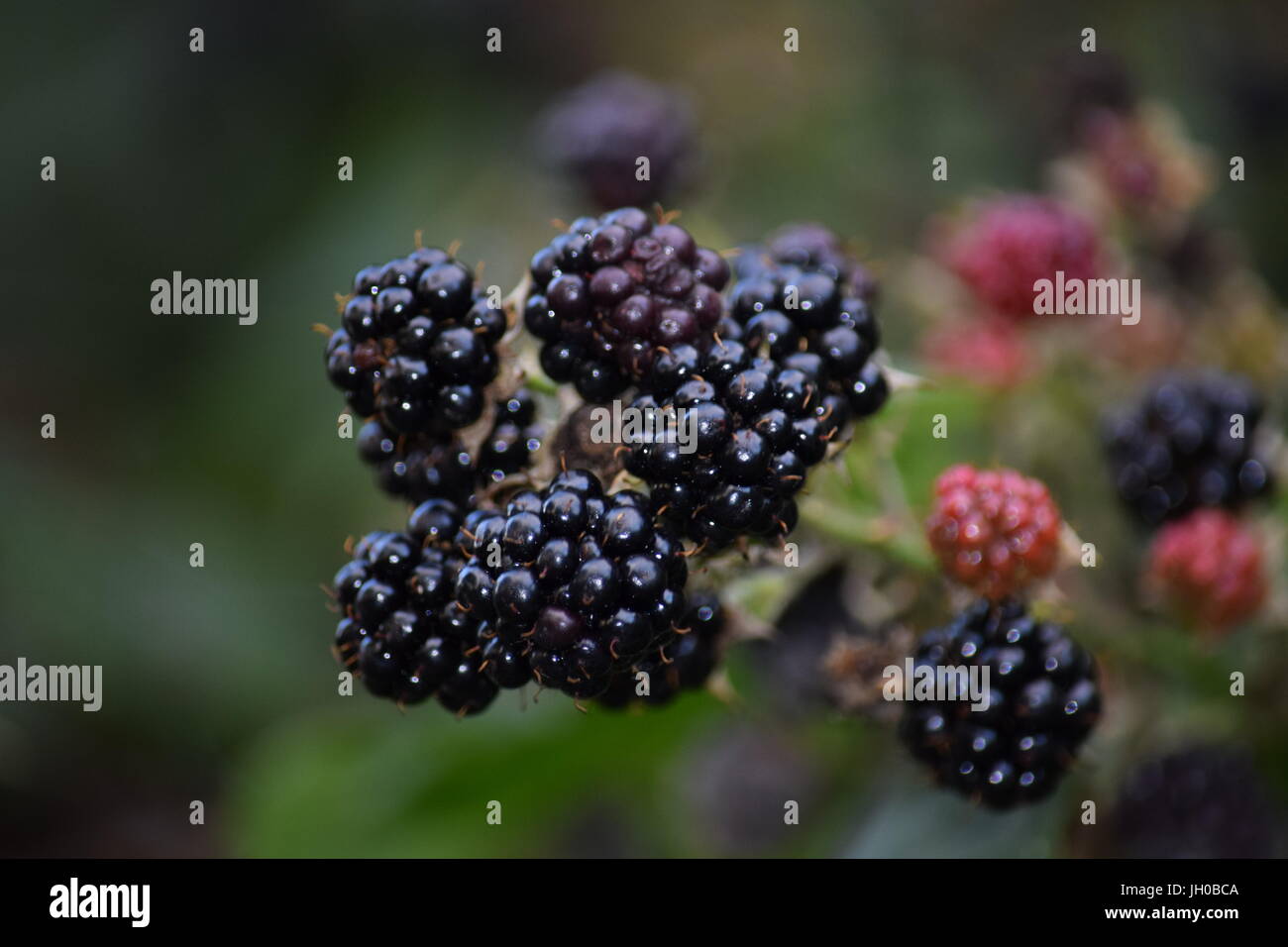 Bramble vine hi-res stock photography and images - Alamy