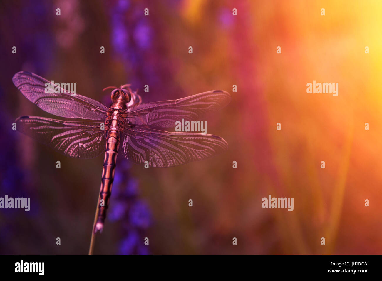 Dragonfly on flower in summer sunset Stock Photo - Alamy