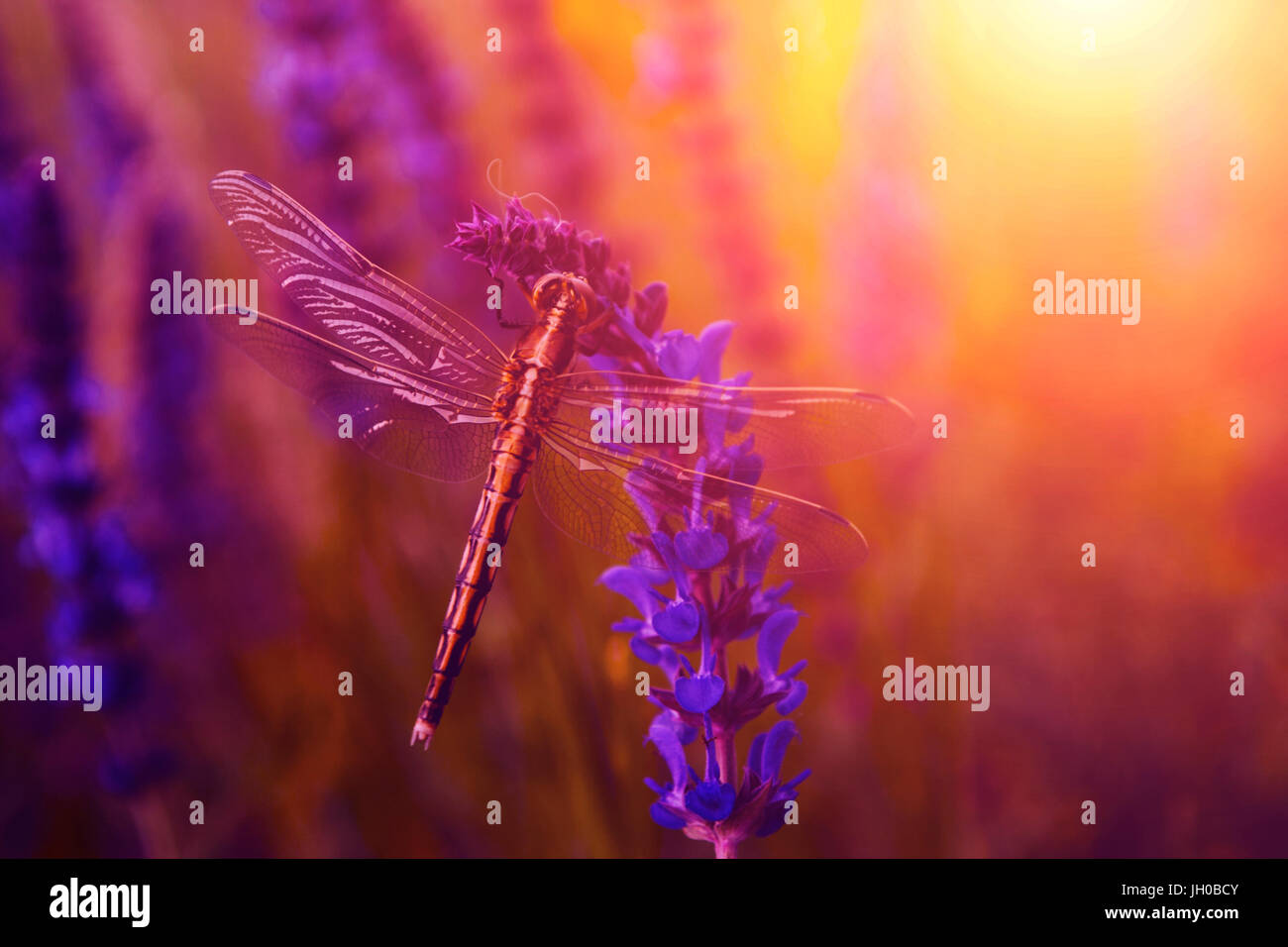 Dragonfly on flower in summer sunset Stock Photo - Alamy